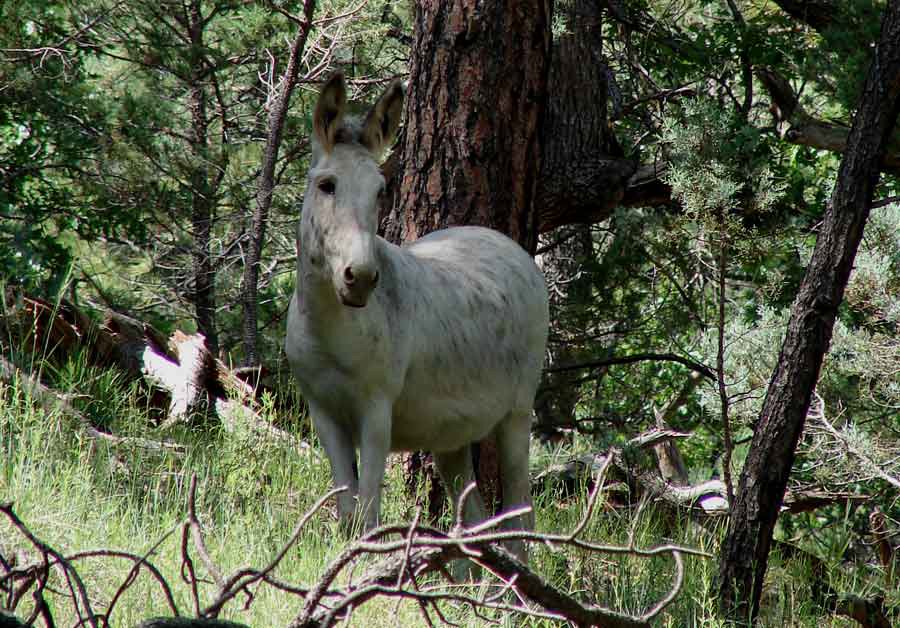 donkey – Camp With A Ramp